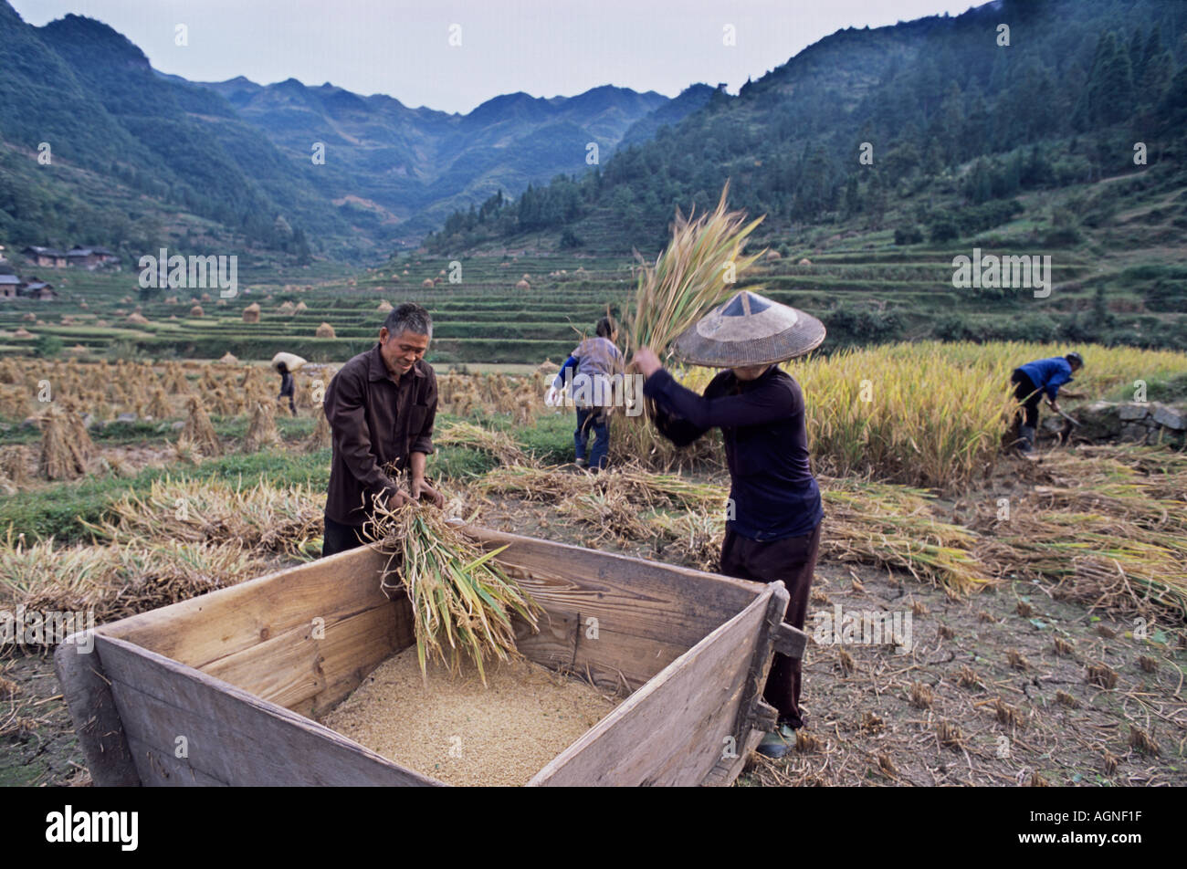 Rice threshing china hi-res stock photography and images - Alamy
