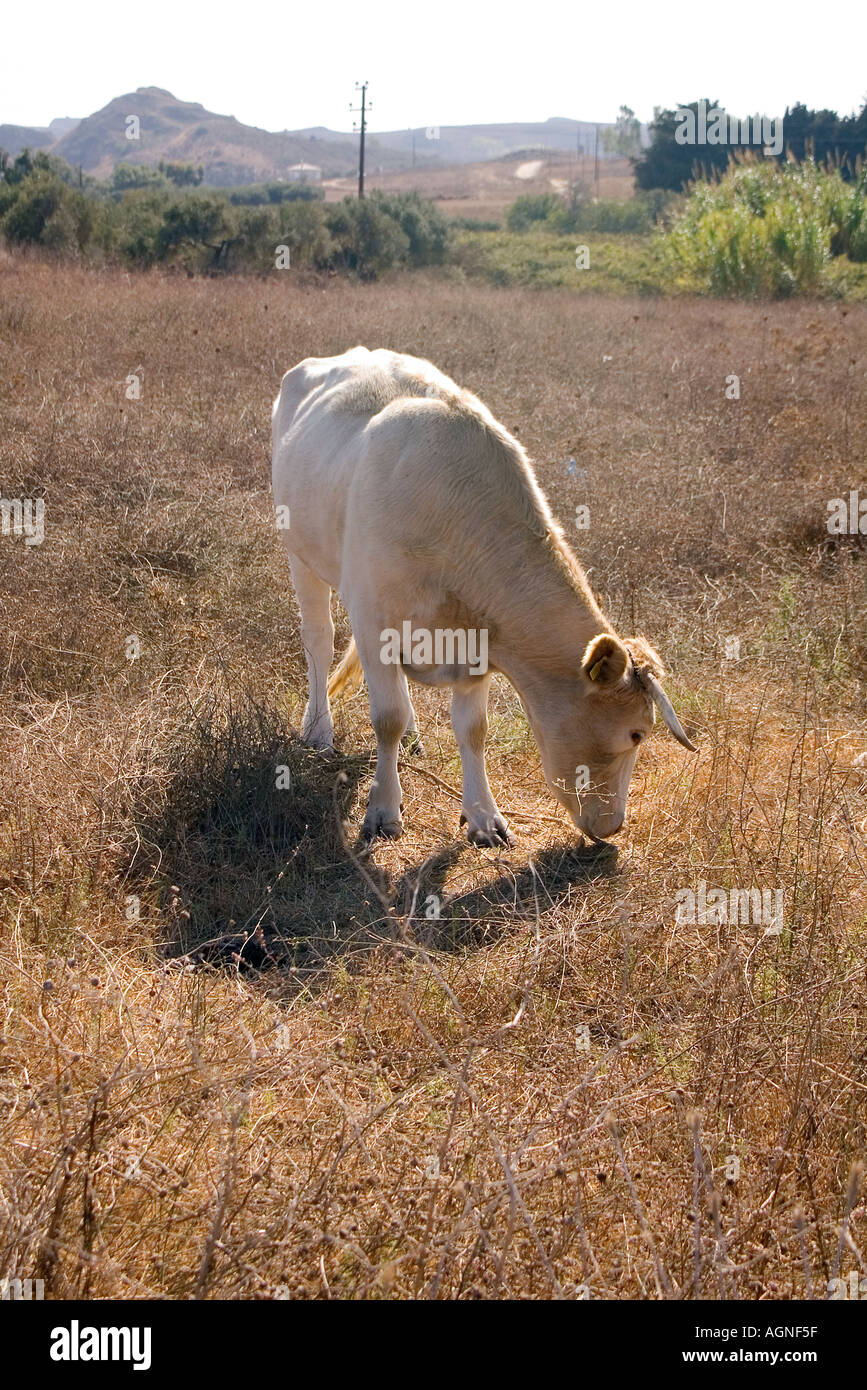 Feeding cow greece hi-res stock photography and images - Alamy