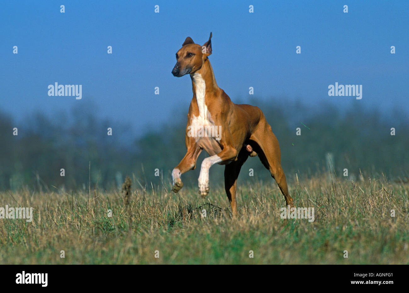 Levrier of Azawakh Labat Rouquette VWPics com Stock Photo - Alamy
