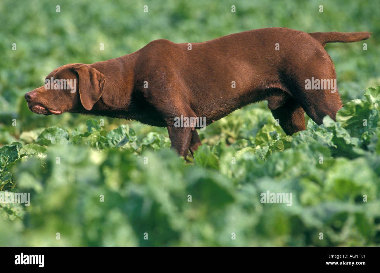 Braque allemand hi-res stock photography and images - Alamy