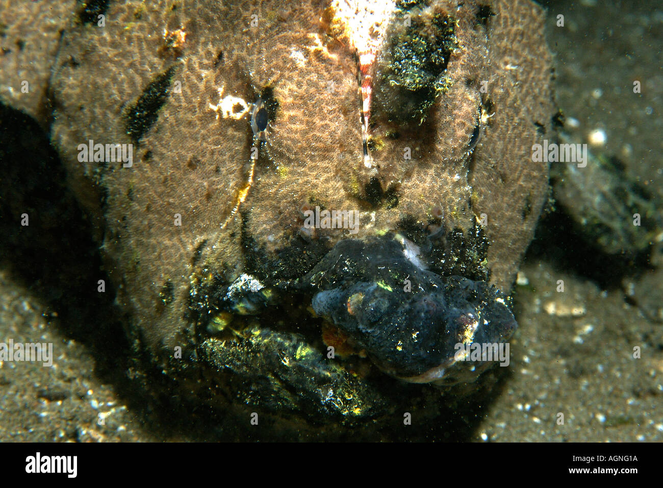 Giant frogfish Antennarius commersoni with deformed mouth Dumaguete ...