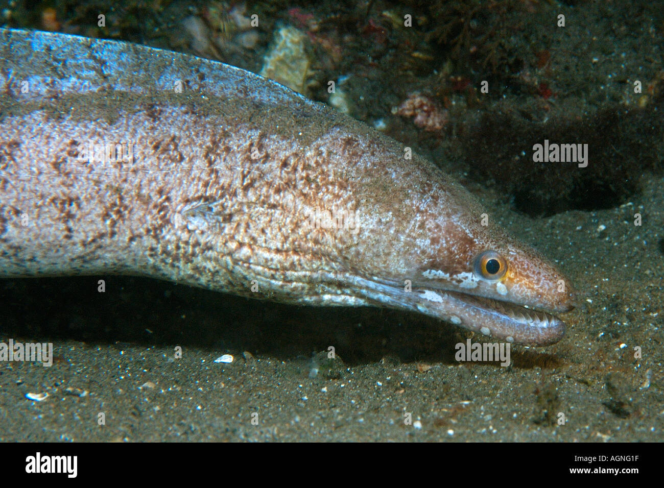 Barred fin moray Gymnothorax zonipectis foraging at night Dumaguete ...