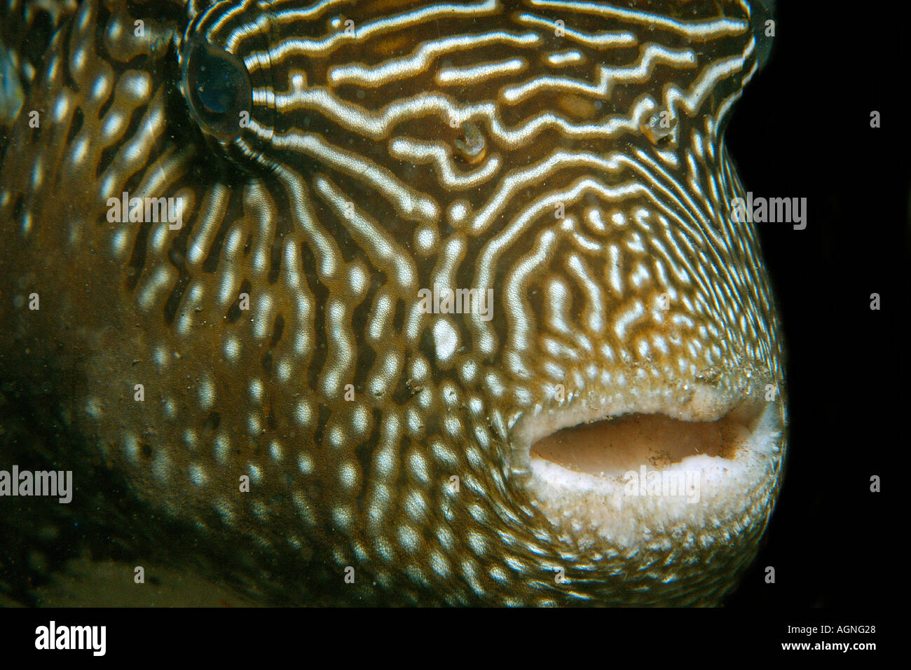 Puffer Fish Mouth