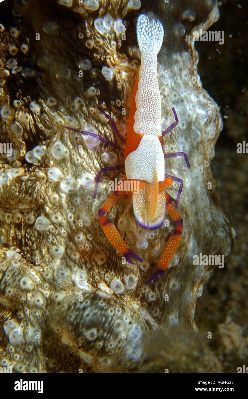 Emperor shrimp Periclimenes imperator on synaptid sea cucumber Masaplod ...