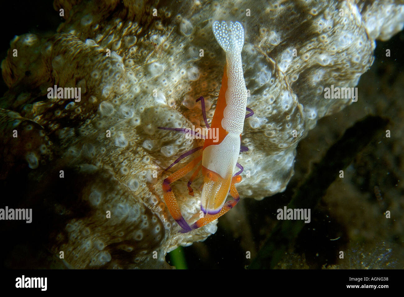Emperor shrimp Periclimenes imperator on synaptid sea cucumber Masaplod ...