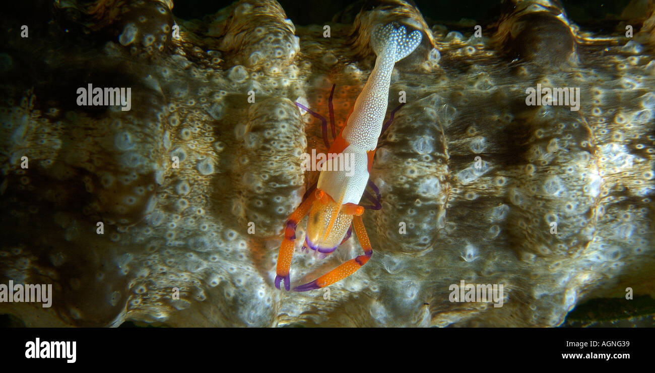 Emperor shrimp Periclimenes imperator on synaptid sea cucumber Masaplod ...