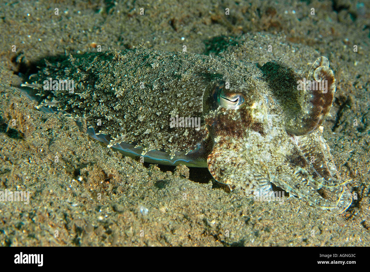 Needle cuttlefish Sepia aculeata in sandy bottom Dumaguete Negros ...