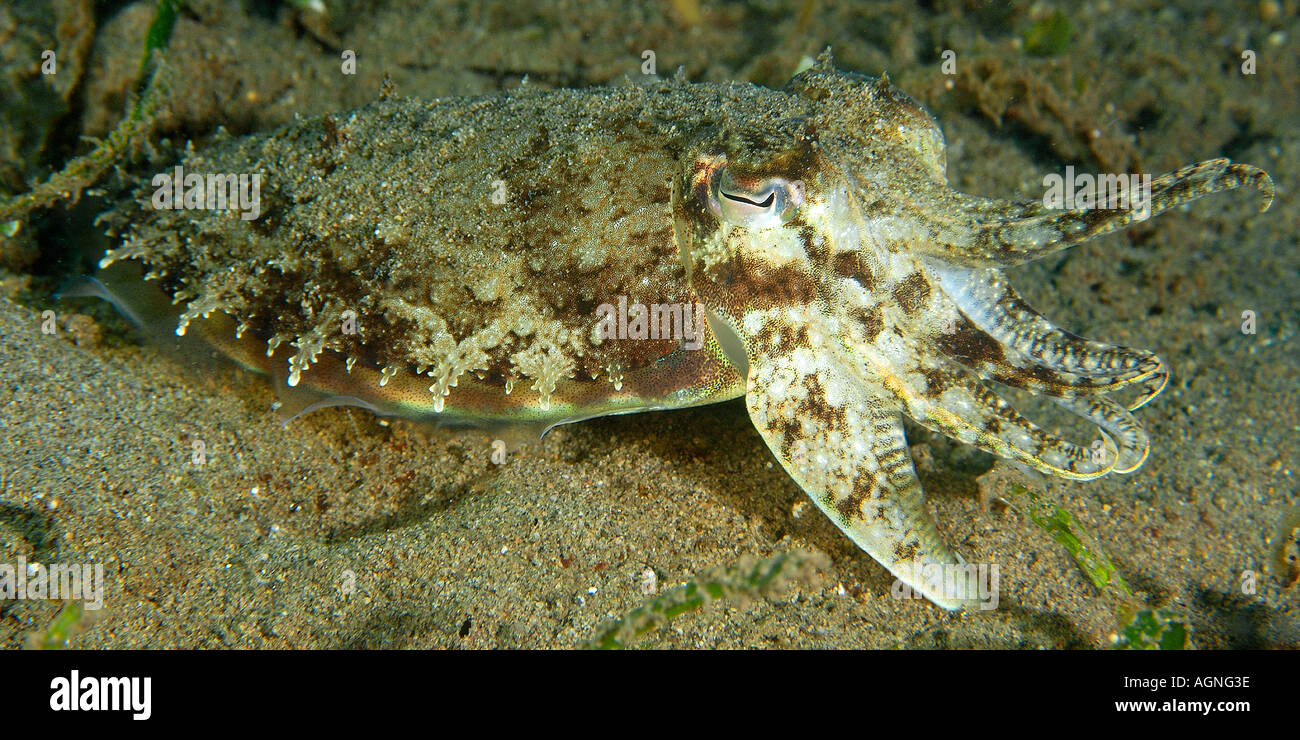Needle cuttlefish Sepia aculeata in sandy bottom Dumaguete Negros ...