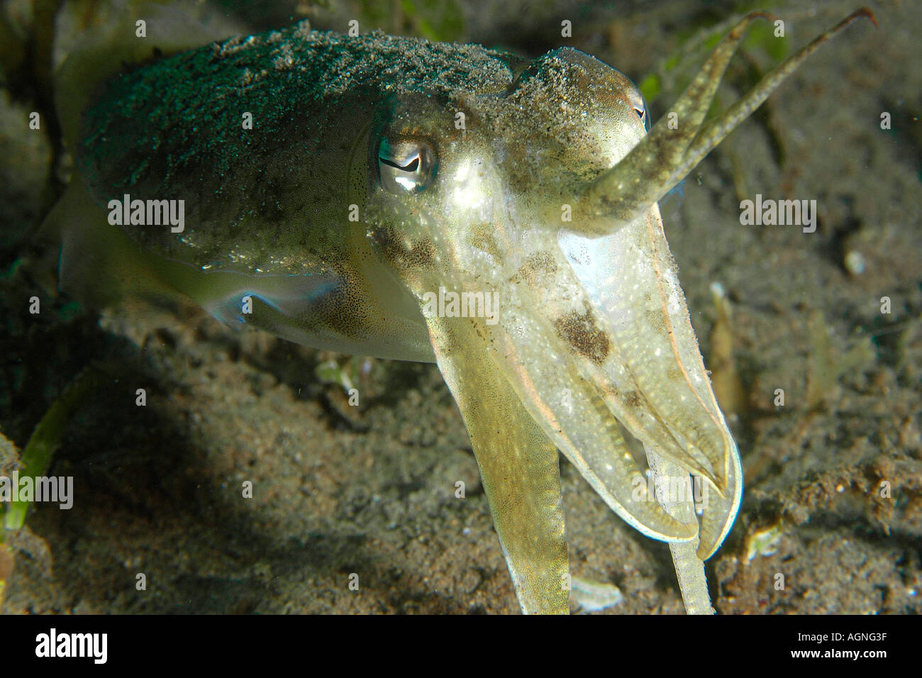 Needle cuttlefish Sepia aculeata in sandy bottom Dumaguete Negros ...