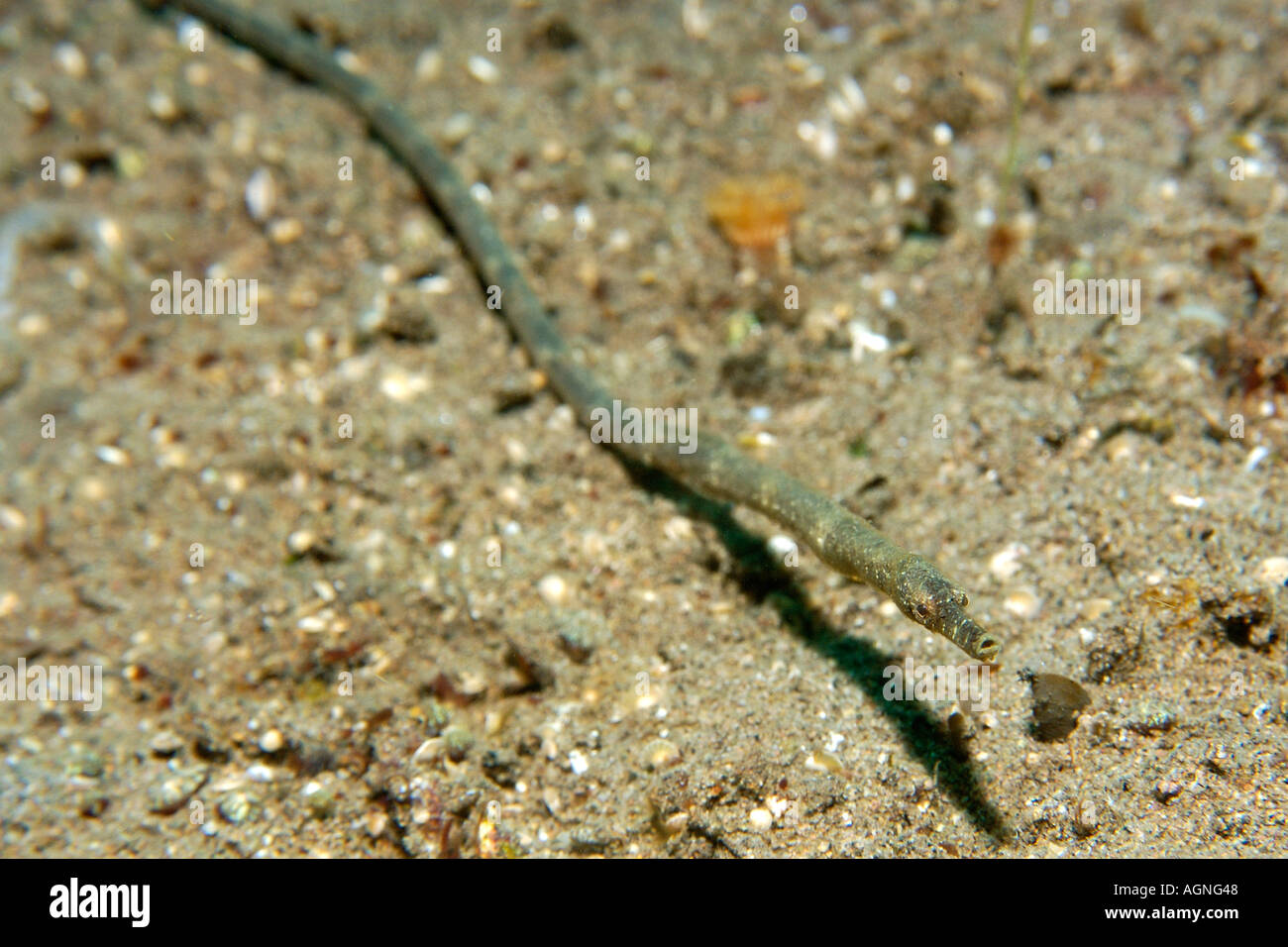 Shortnose pipefish Micrognathus andersonii Masaplod Dumaguete Negros ...