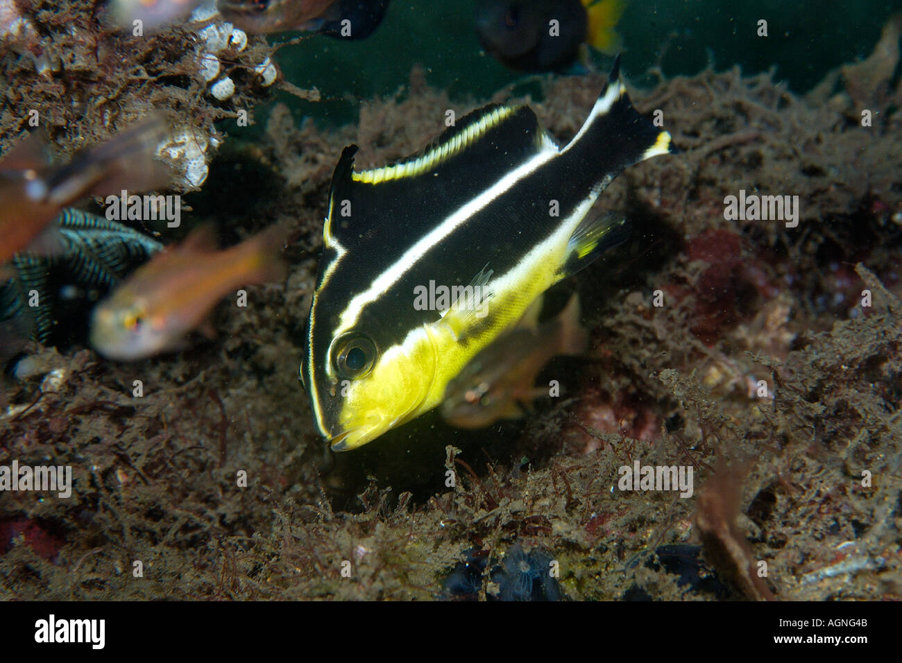 Silver sweetlips Diagramma pictum juvenile Masaplod Dumaguete Negros ...