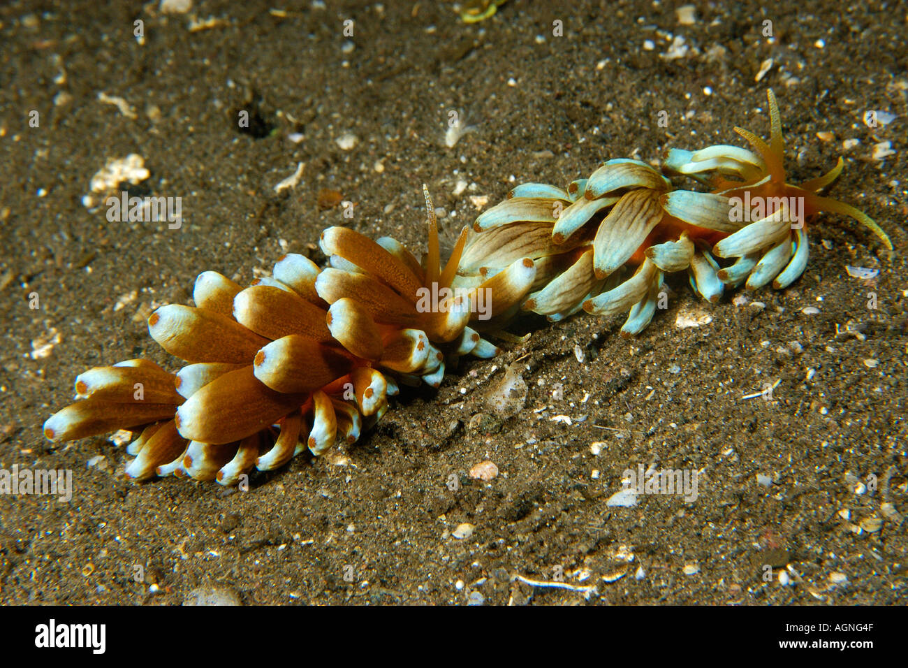 Aeolid nudibranchs Phyllodesmium kabiranum interacting Dumaguete Negros ...