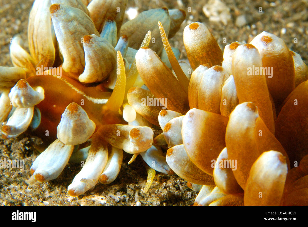 Aeolid nudibranchs Phyllodesmium kabiranum interacting Dumaguete Negros ...