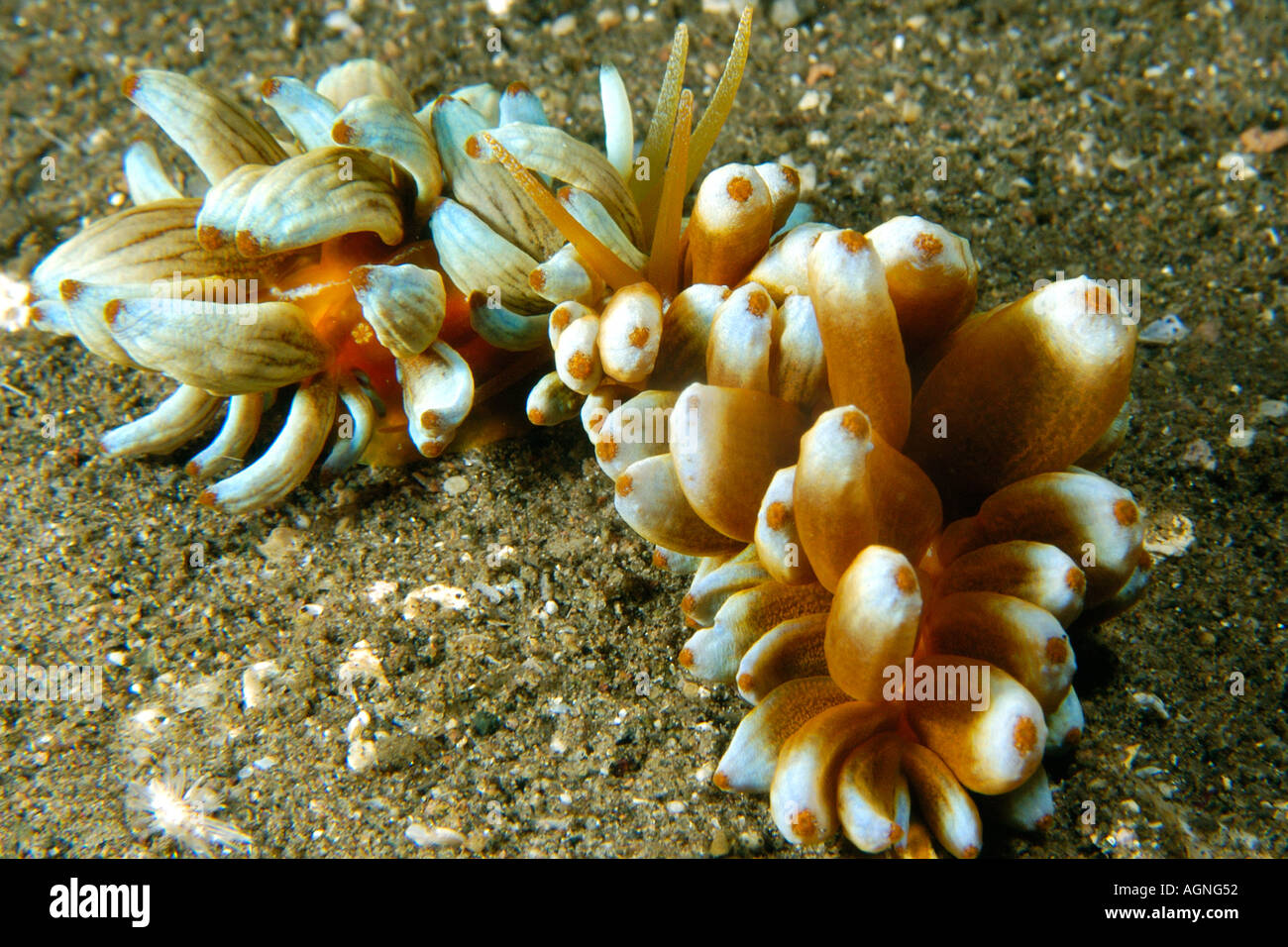 Aeolid nudibranchs Phyllodesmium kabiranum interacting Dumaguete Negros ...