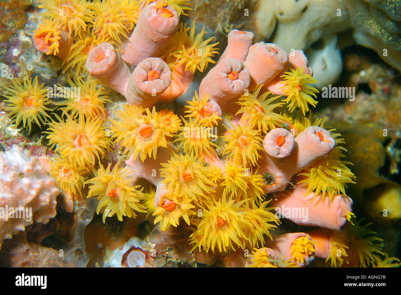 Coral Polyp High Resolution Stock Photography and Images - Alamy