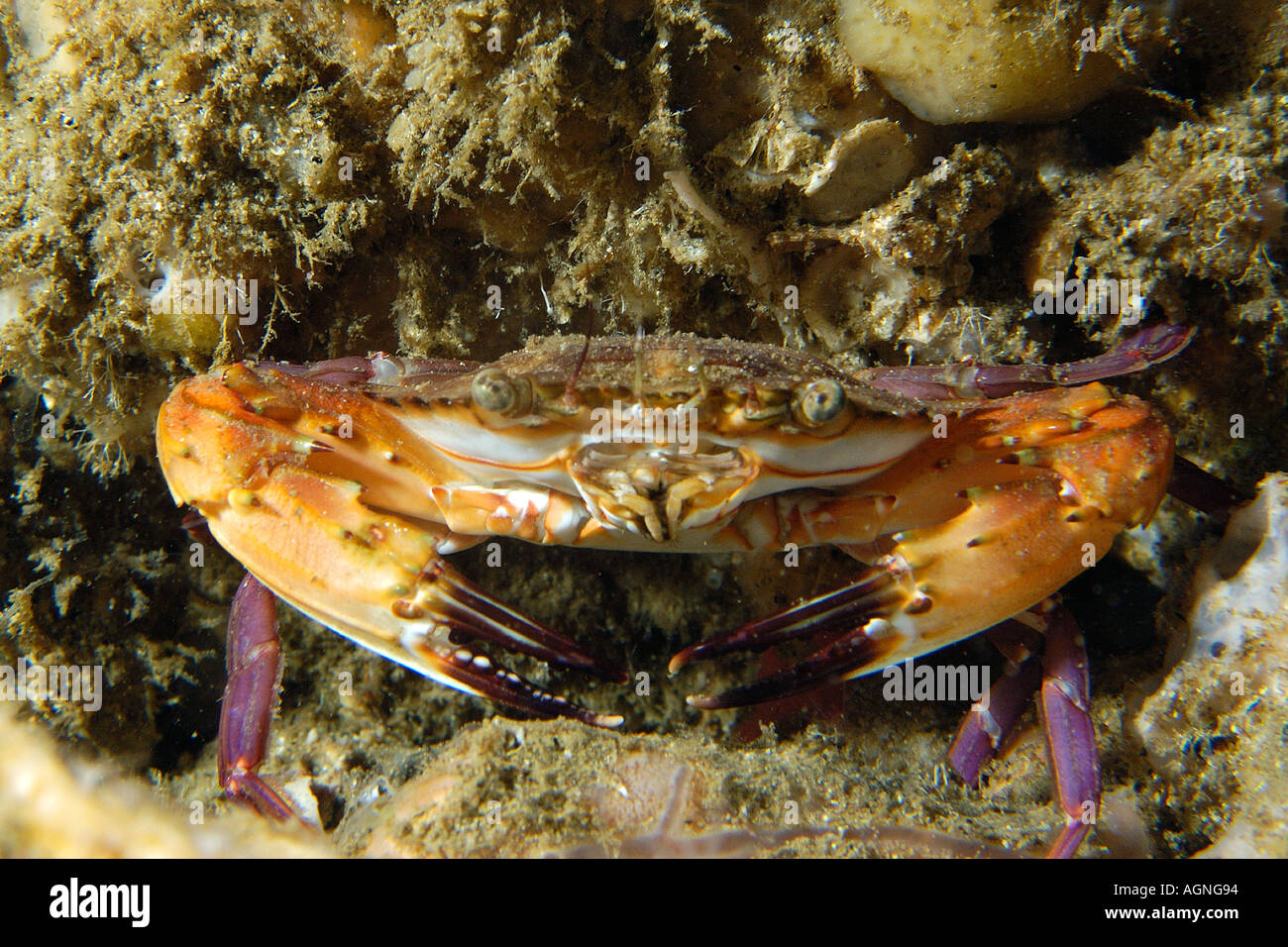 Swimming crab Charybdis acutifrons Gato Island Cebu Philippines Stock ...