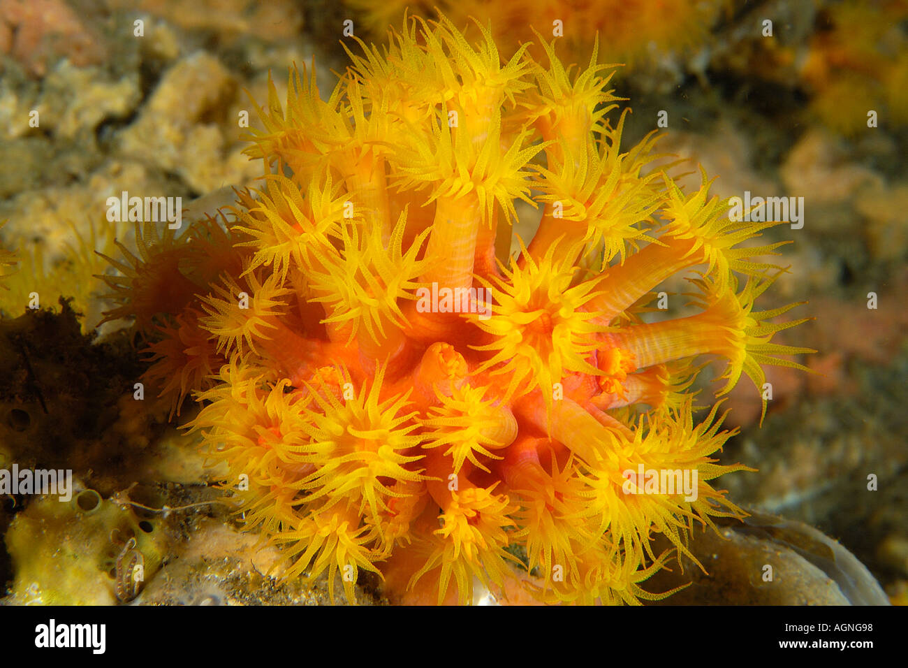 Cup Coral, Tubastrea High Resolution Stock Photography and Images - Alamy