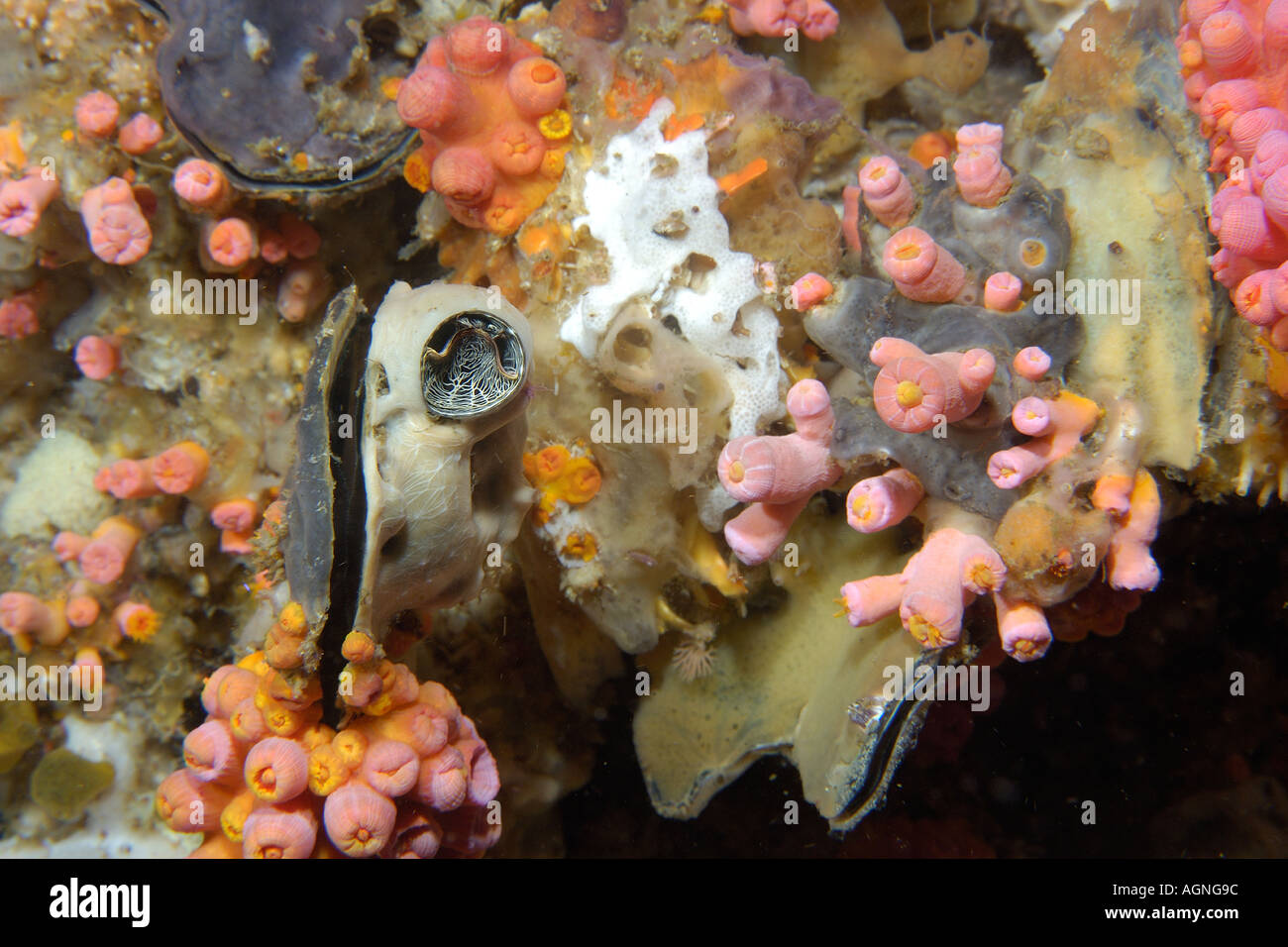 Orange cup coral Tubastrea faulkneri amongst clams oysters worm shells ...