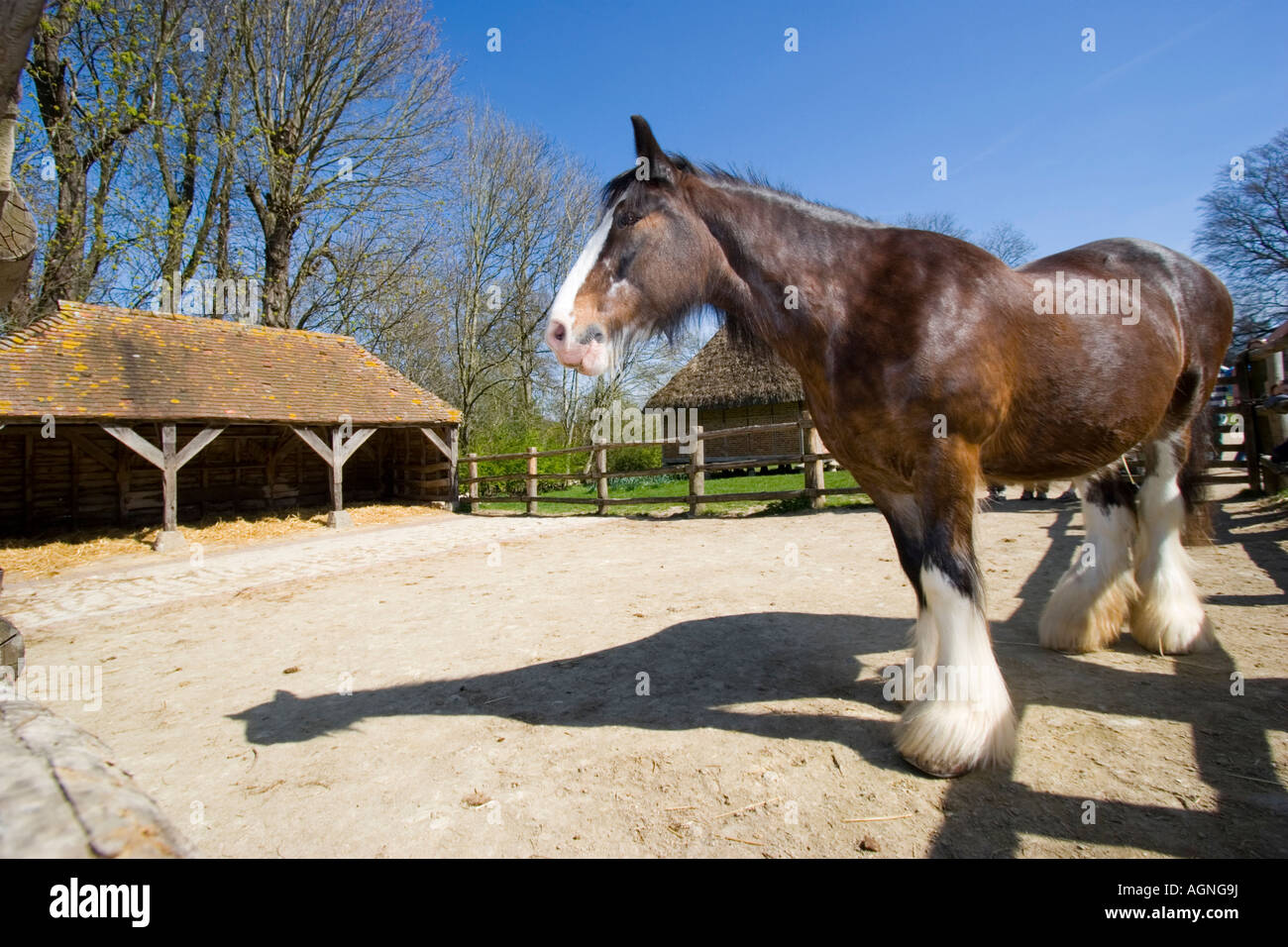 English shire horse hi-res stock photography and images - Alamy