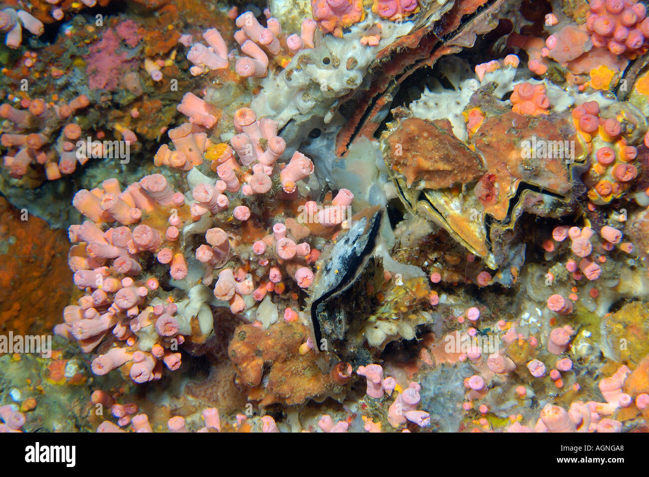 Clam worm hi-res stock photography and images - Alamy