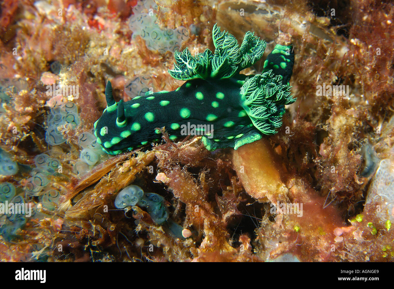 Nudibranch Nembrotha cristata Gato Island Cebu Philippines Stock Photo ...