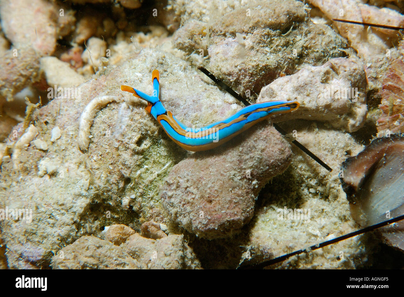 Sea slug Thuridilla lineolata night Malapascua Cebu Philippines Stock ...
