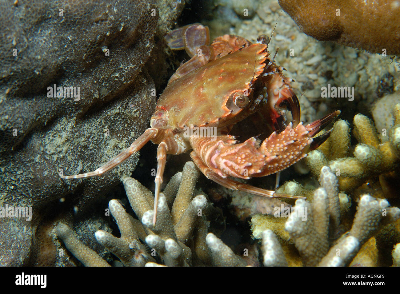 Charybdis crab hi-res stock photography and images - Alamy