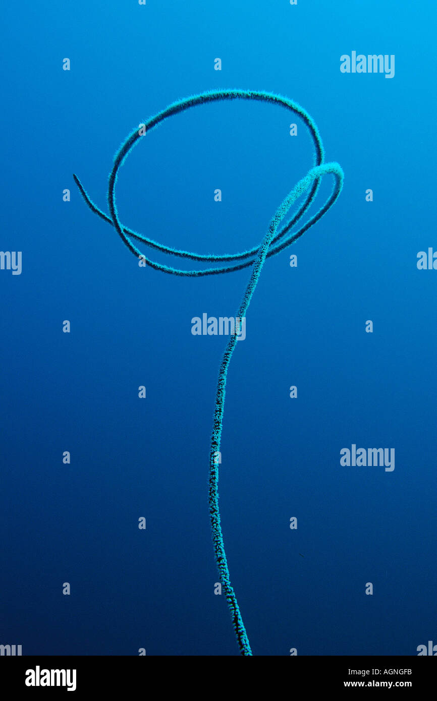 Knot coral hi-res stock photography and images - Alamy