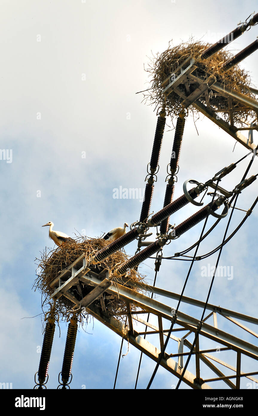 Storks nests on poles hi-res stock photography and images - Alamy