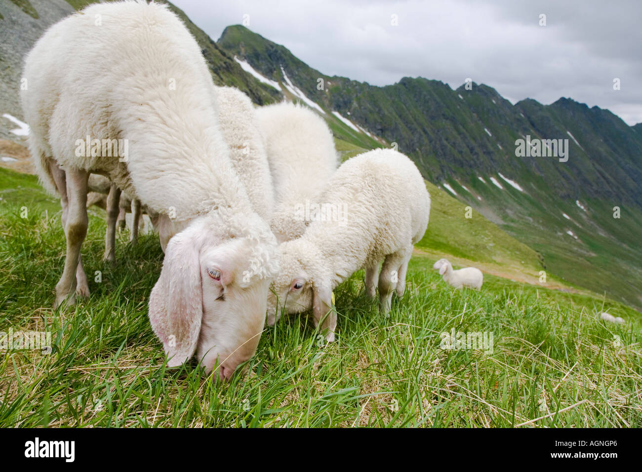 Sheep wants hi-res stock photography and images - Alamy