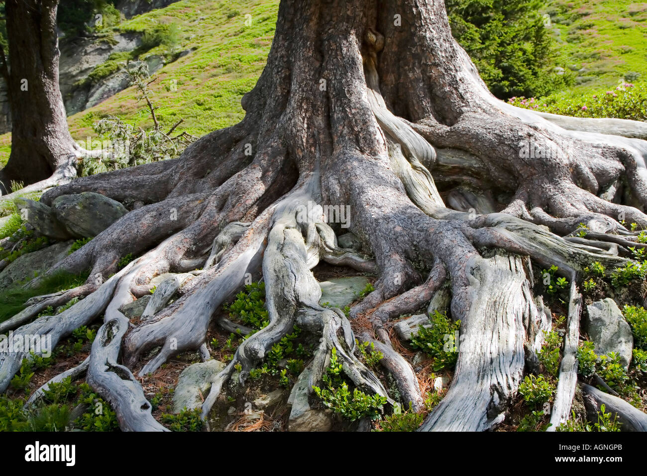 Timber roots hi-res stock photography and images - Alamy