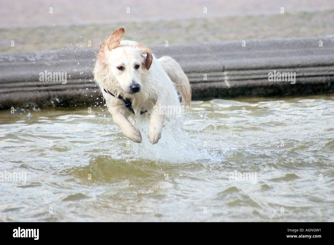 Dog bathing hi-res stock photography and images - Alamy