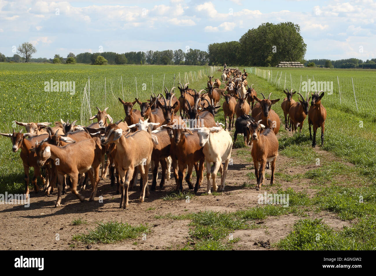 Group goats on field hi-res stock photography and images - Alamy