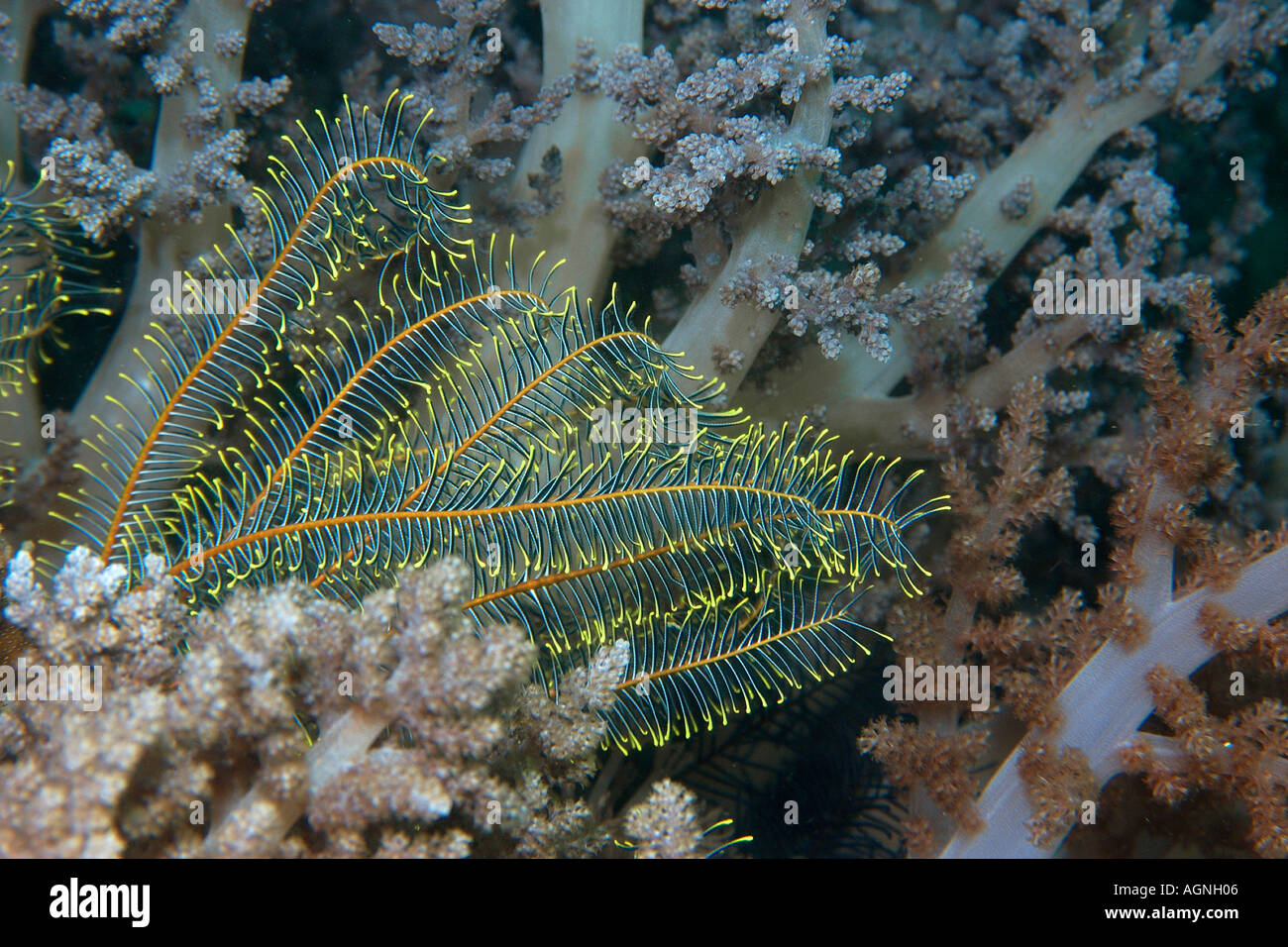 Underwater crinoid feather star hi-res stock photography and images - Alamy