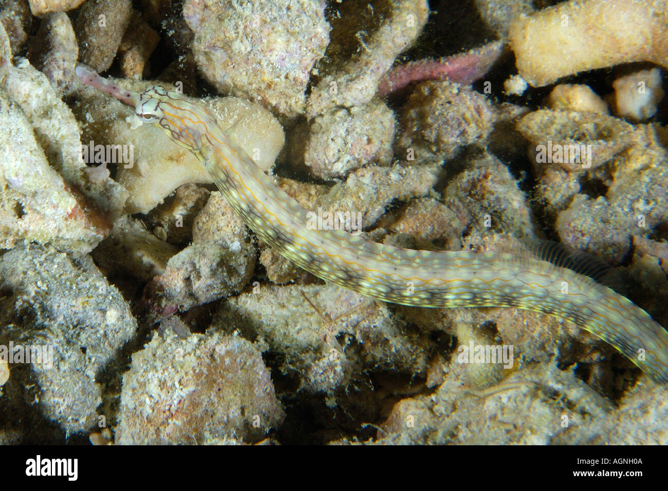 Northern pipefish hi-res stock photography and images - Alamy