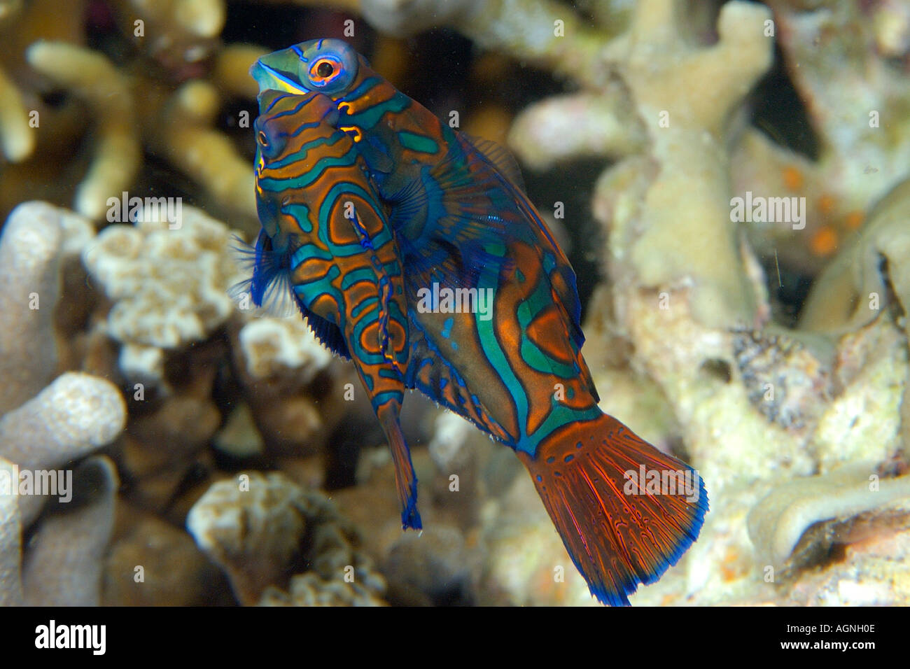 Mating mandarinfish hi-res stock photography and images - Alamy