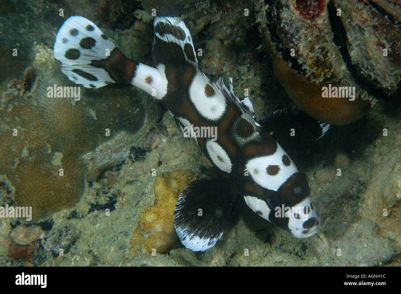 Juvenile many spotted sweetlips Plectorhinchus chaetodontoides ...