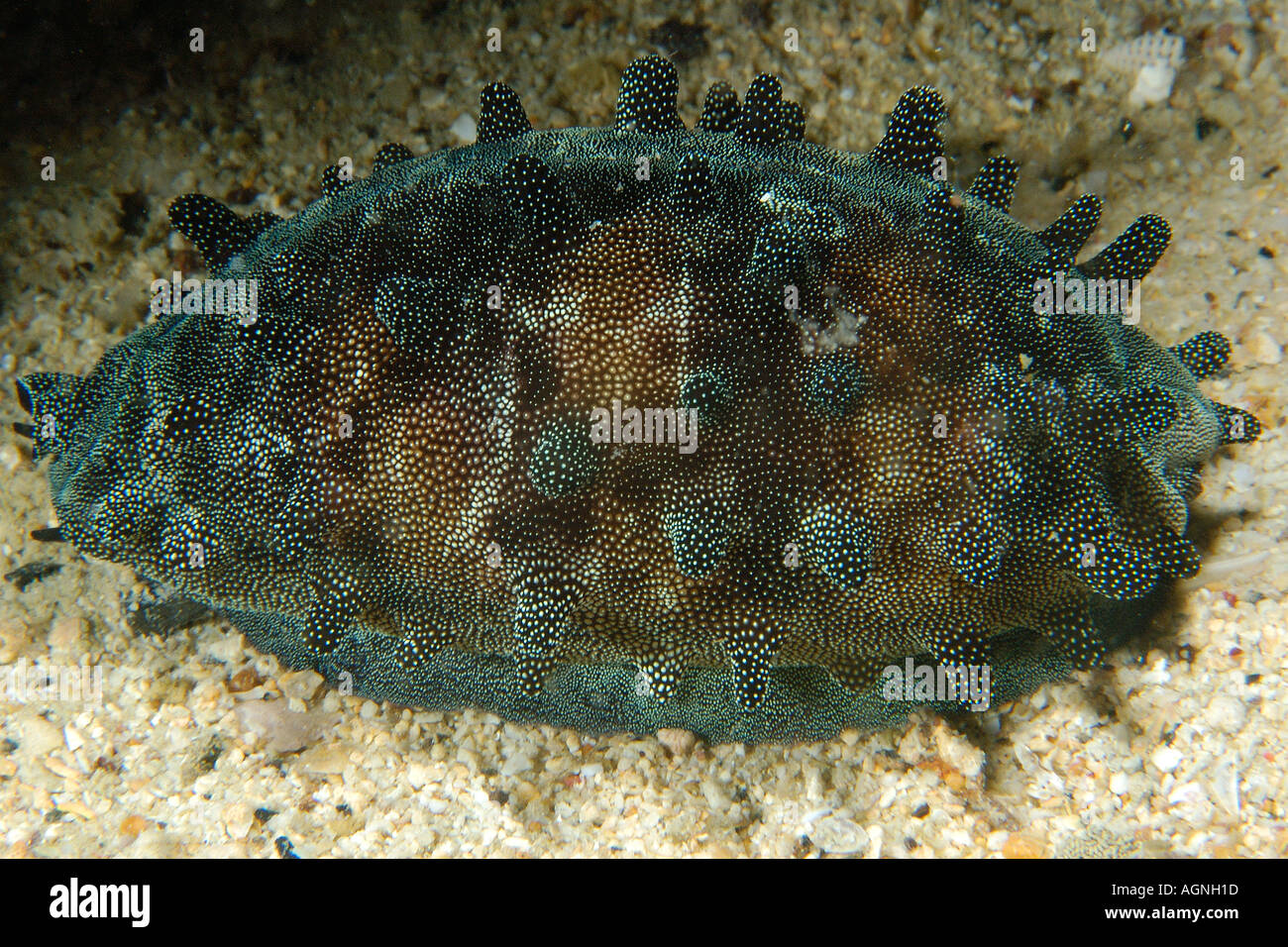 Mole cowrie Talparia talpa night Malapascua Cebu Philippines Visayan ...