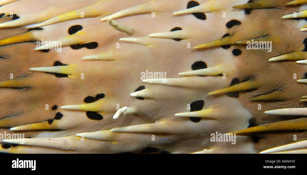 Diodon sp hi-res stock photography and images - Alamy