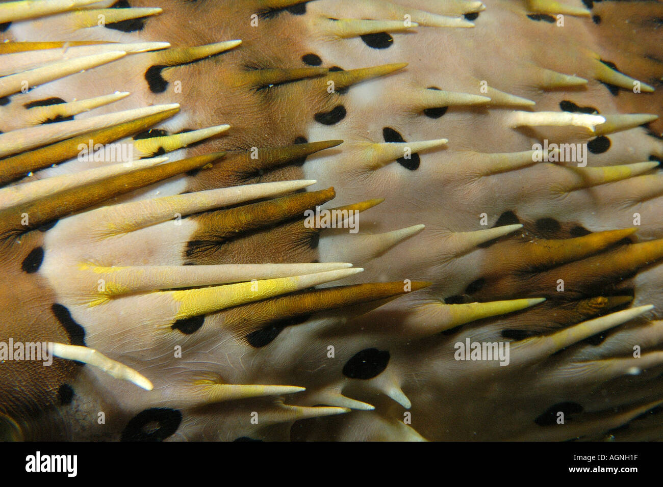 Diodon sp hi-res stock photography and images - Alamy