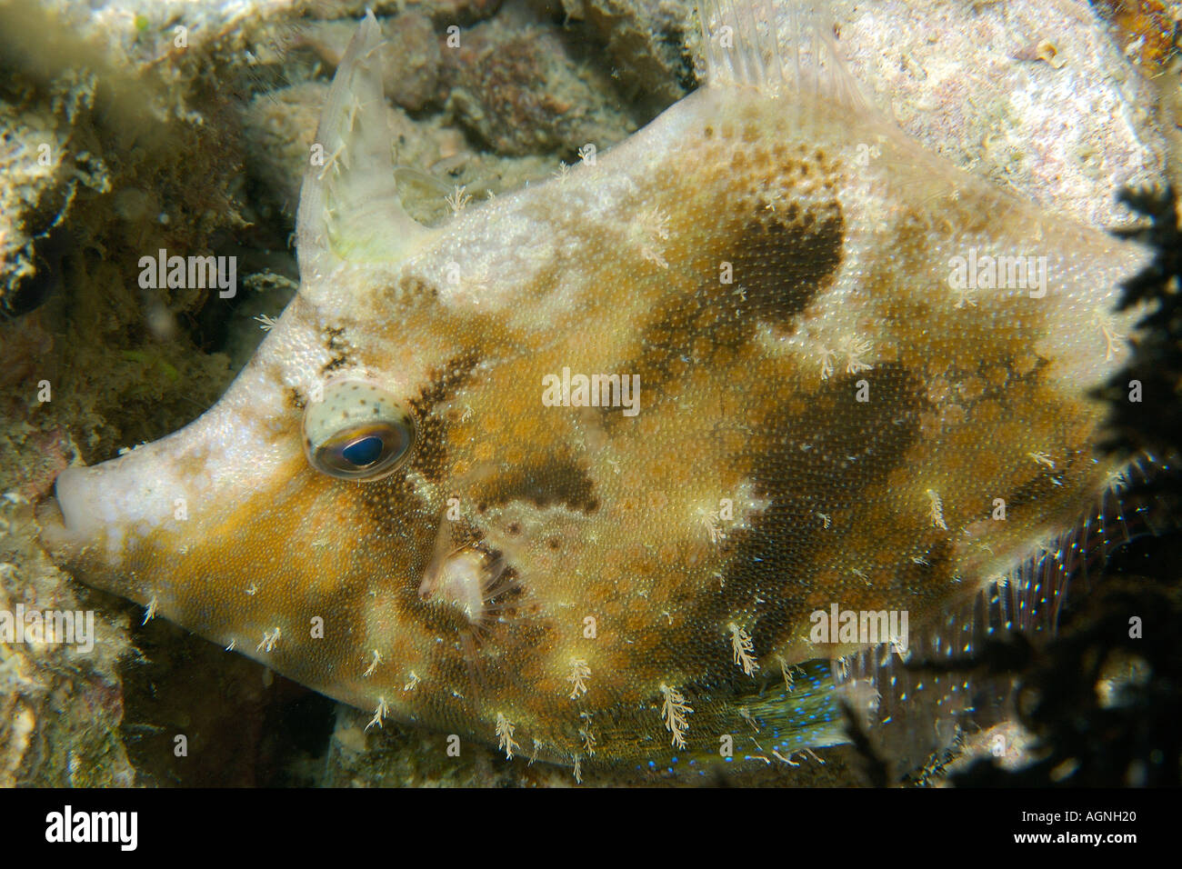 Bristle tailed filefish Acreichthys tomentosus night Malapascua Cebu ...