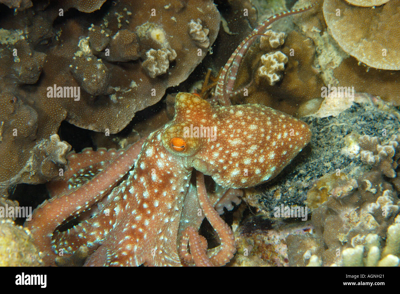 Starry night octopus Octopus luteus foraging on coral reef at night ...