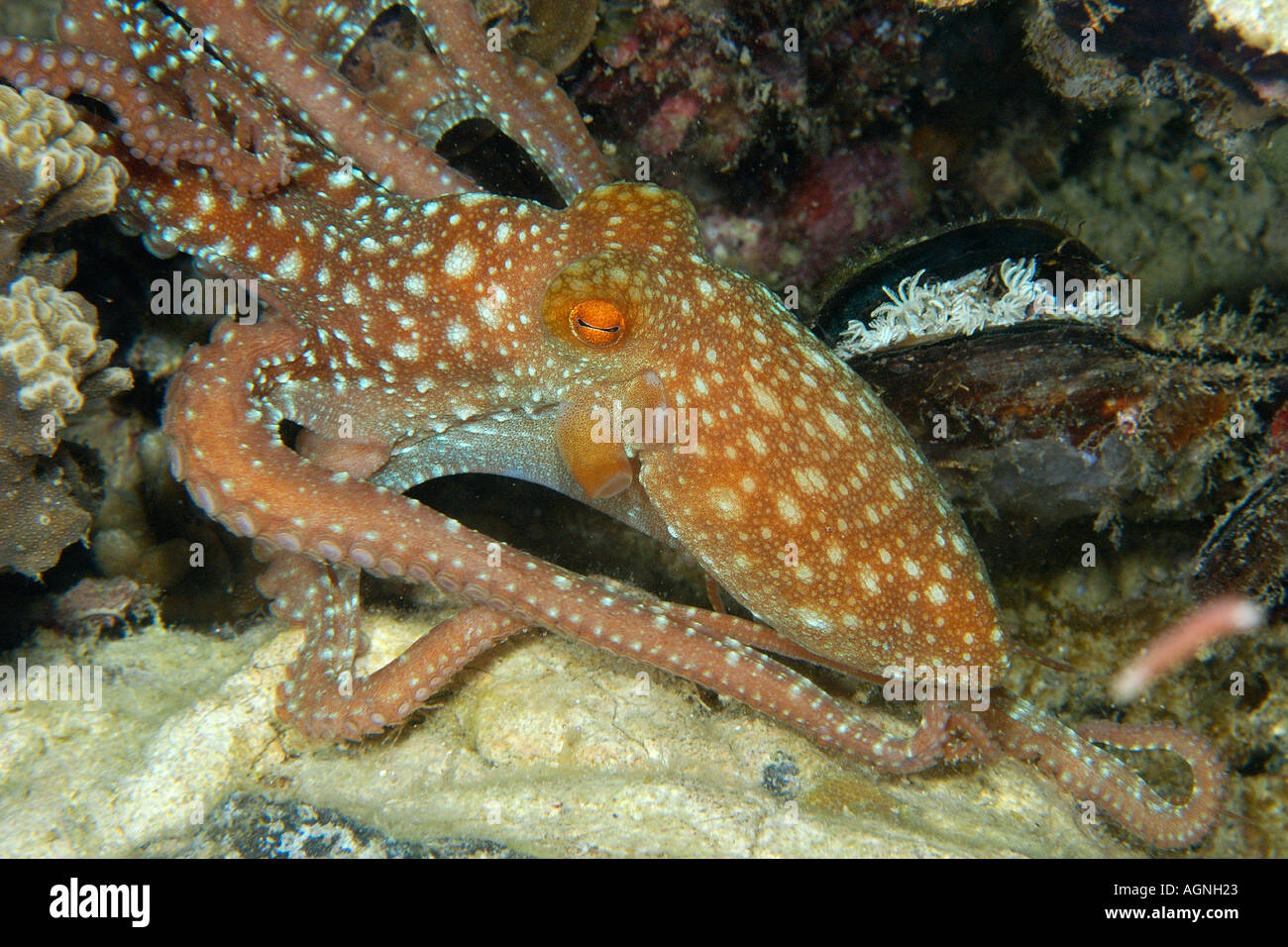 Starry night octopus Octopus luteus foraging on coral reef at night ...