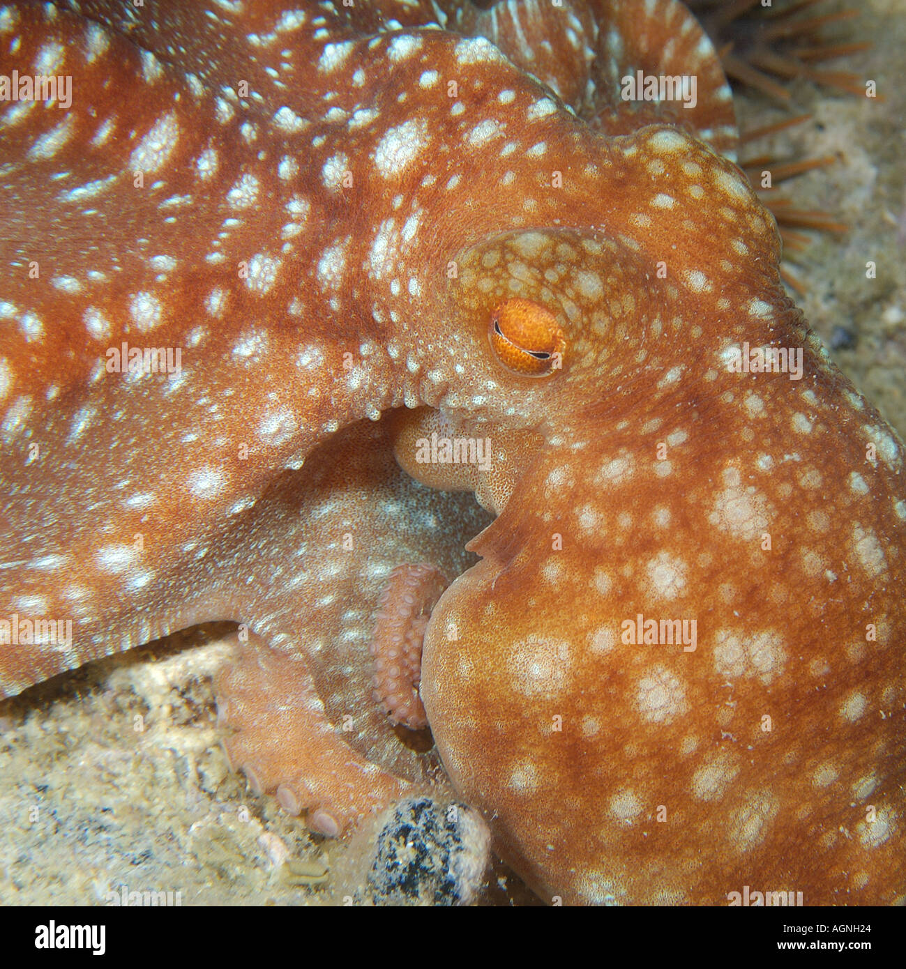 Starry night octopus Octopus luteus foraging on coral reef at night ...
