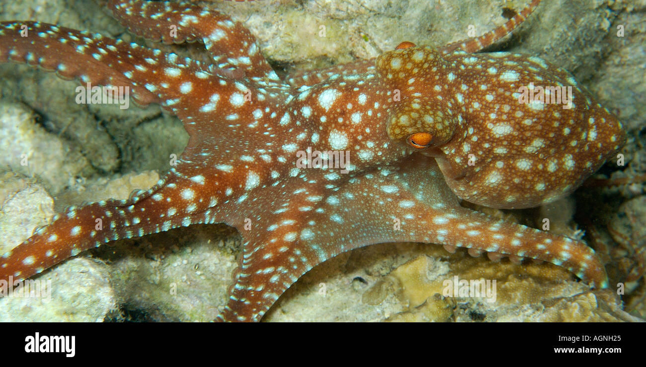 Starry night octopus Octopus luteus foraging on coral reef at night ...