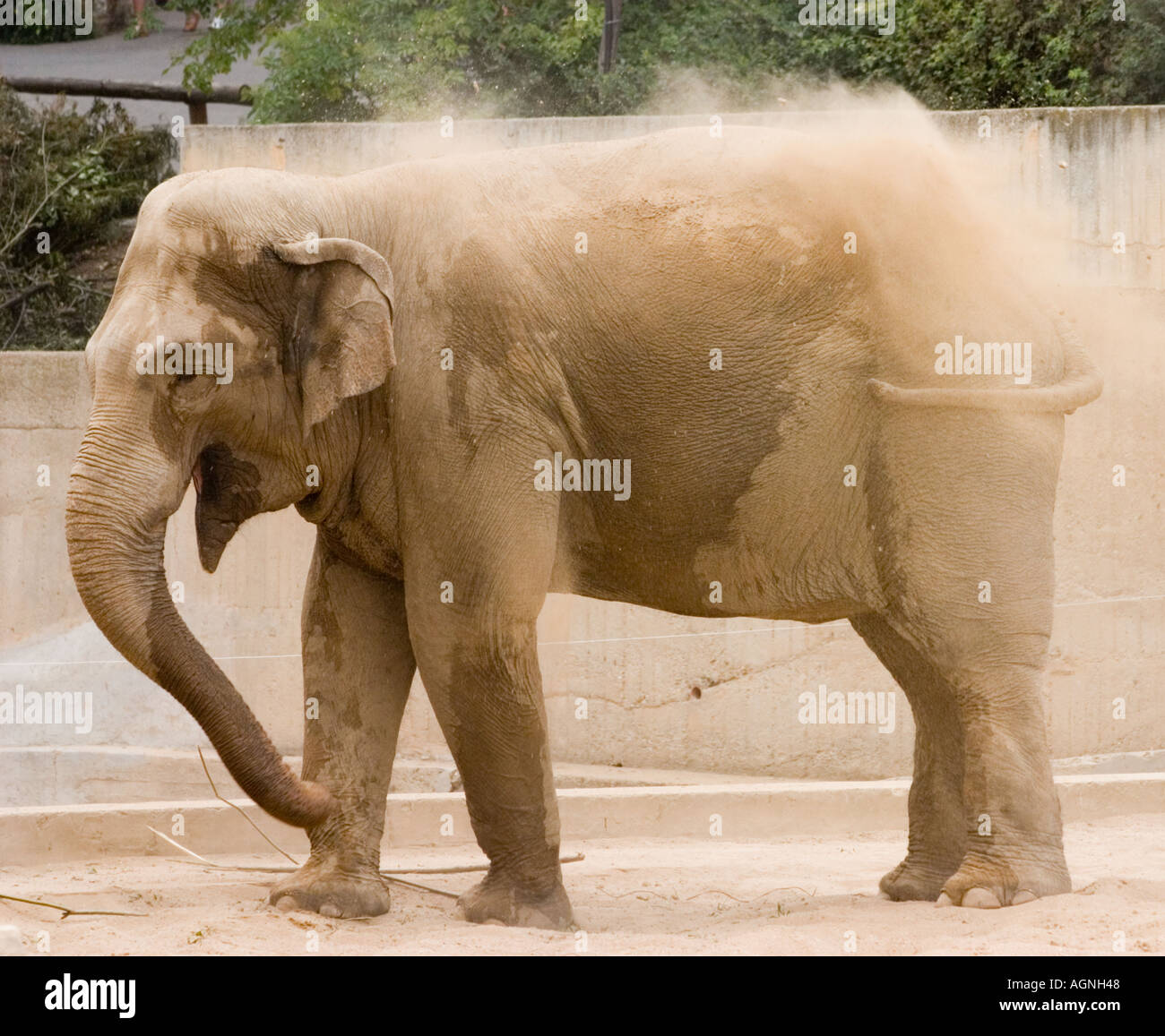 Elephant taking a sandbath in the zoo Prague Stock Photo - Alamy