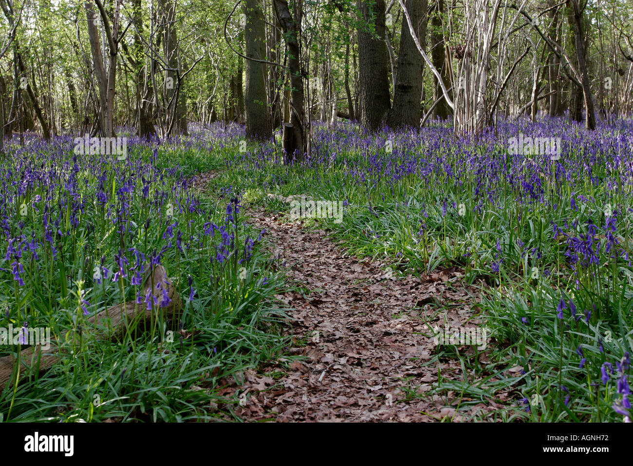 Bluebell forest in flower hi-res stock photography and images - Alamy