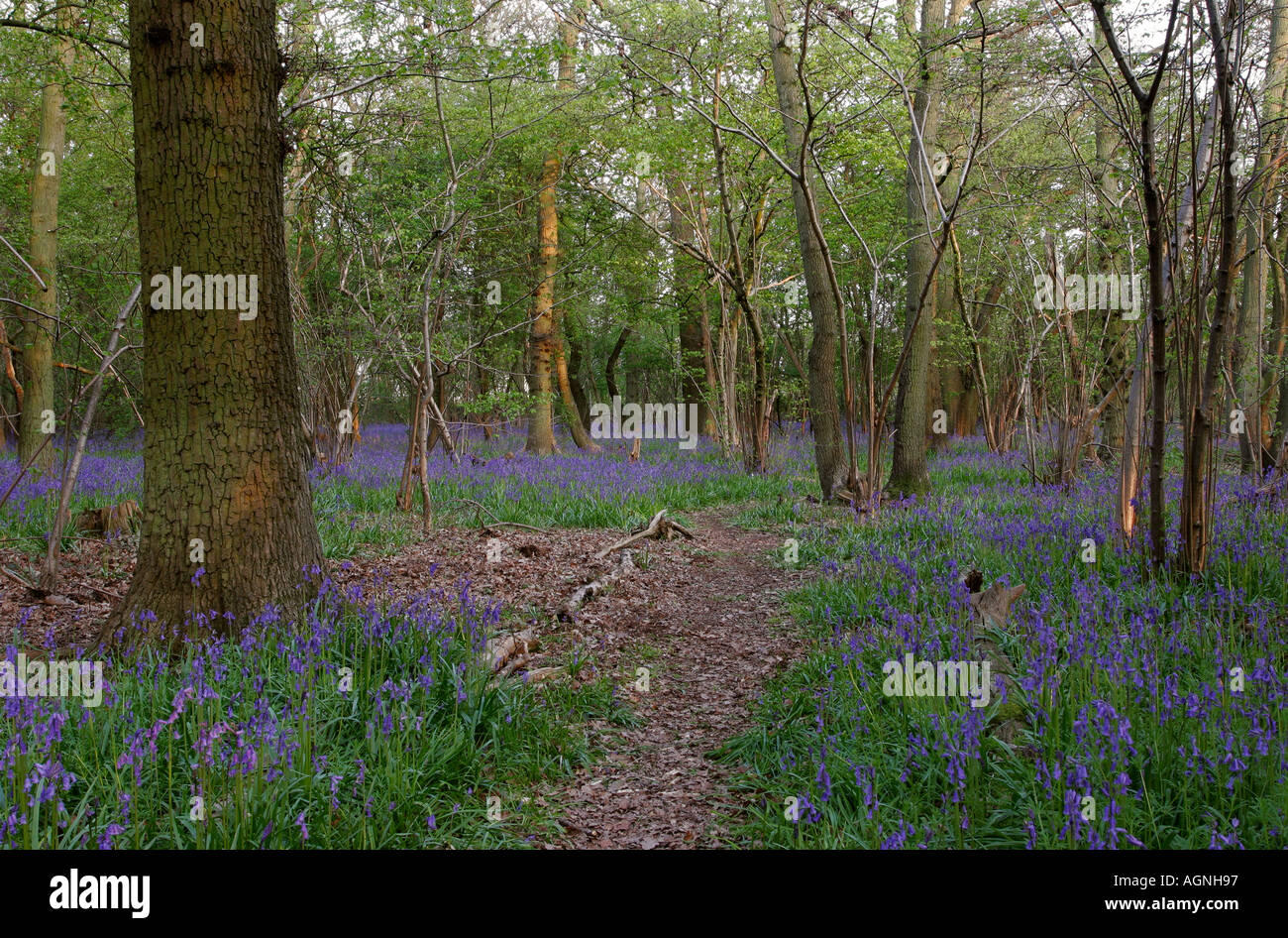 Bluebell forest in flower hi-res stock photography and images - Alamy