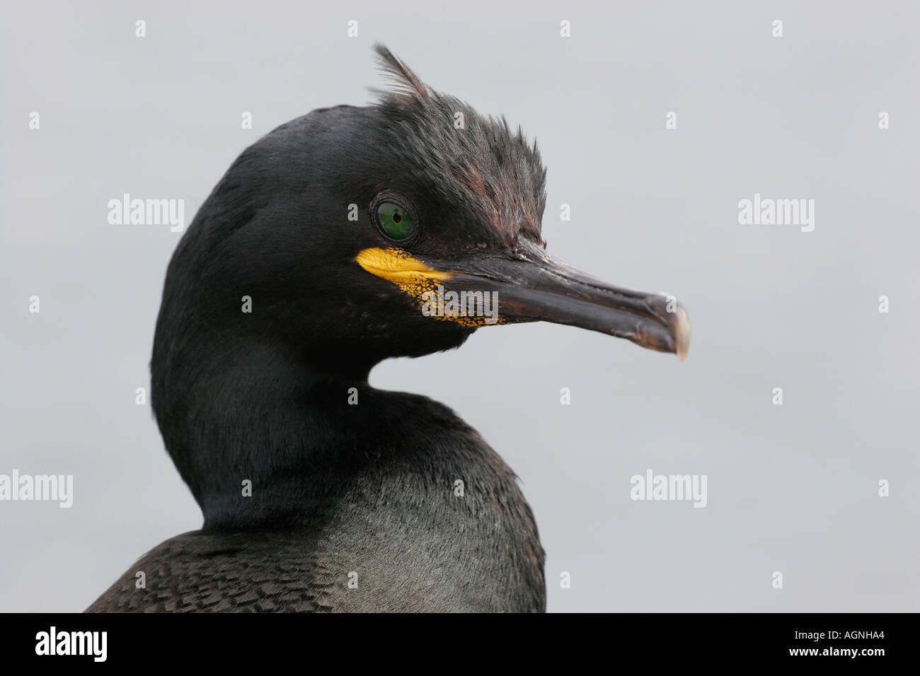 Shag head hi-res stock photography and images - Alamy