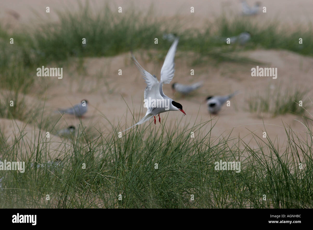 Arctic Tern nesting on beach Stock Photo - Alamy